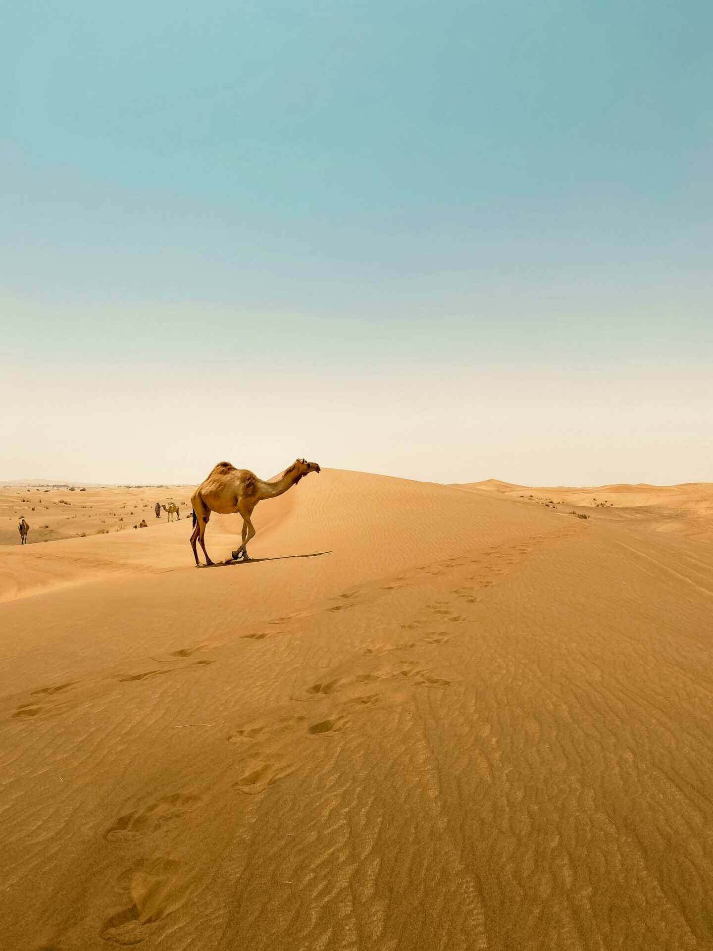 L'excursion sur le dos de dromadaire - Djerba Booking