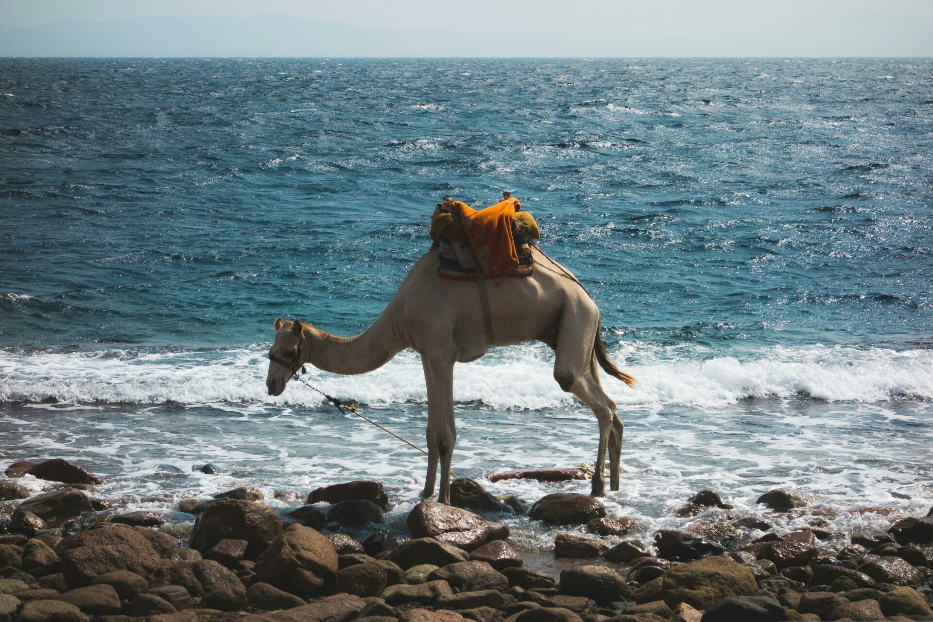 L'excursion sur le dos de dromadaire - Djerba Booking